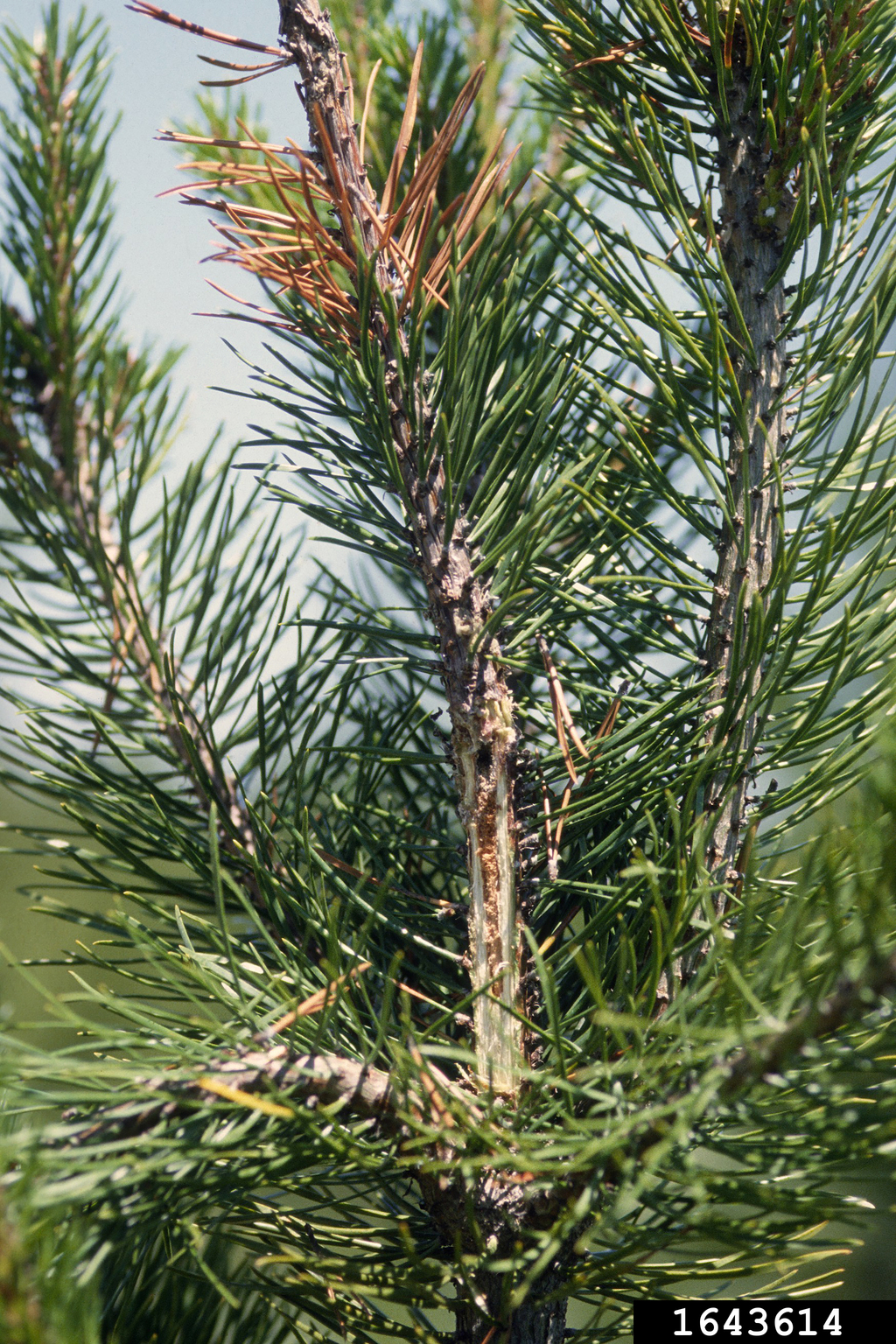lodgepole terminal weevil (Pissodes terminalis Hopping, 1920)