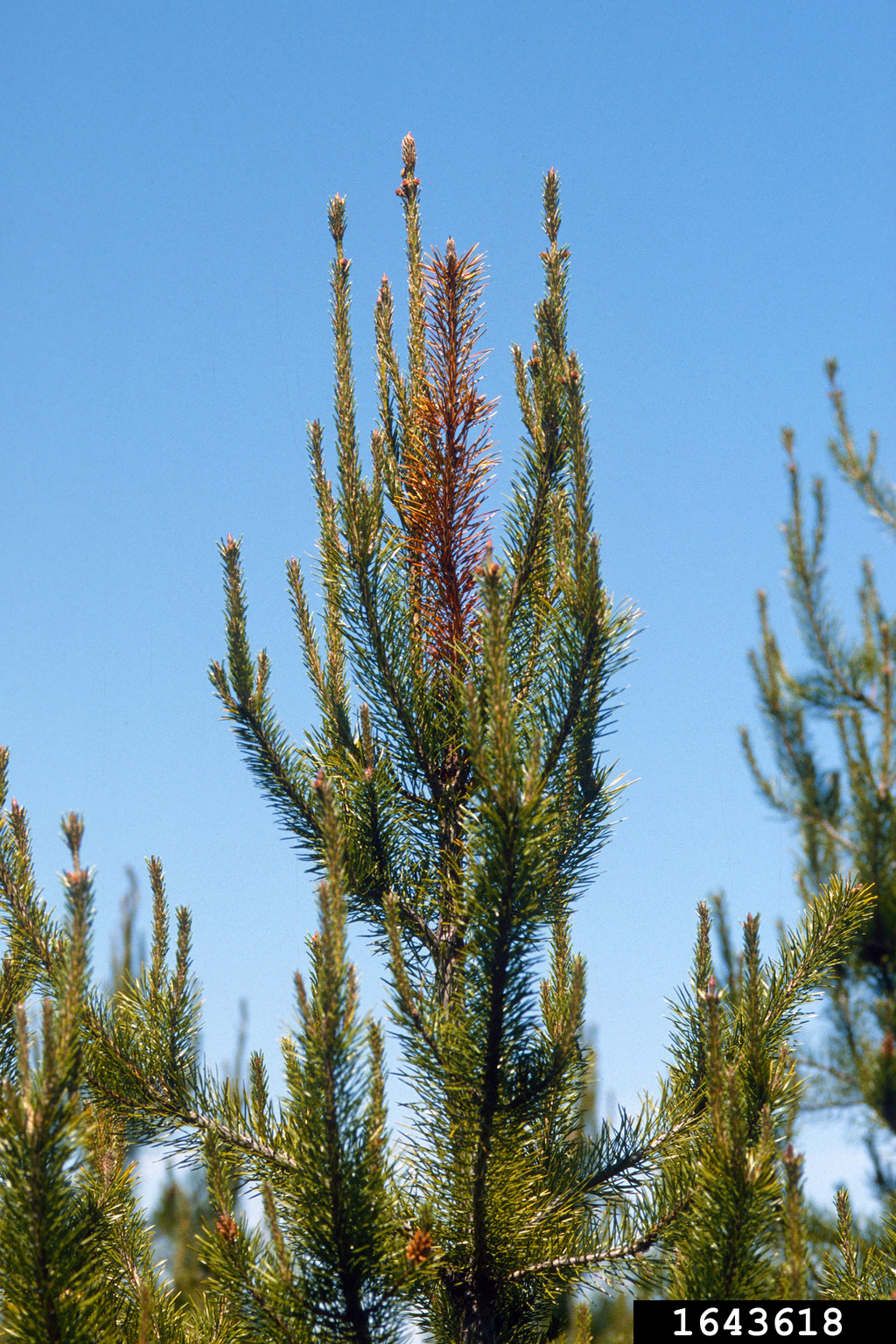 lodgepole terminal weevil (Pissodes terminalis Hopping, 1920)