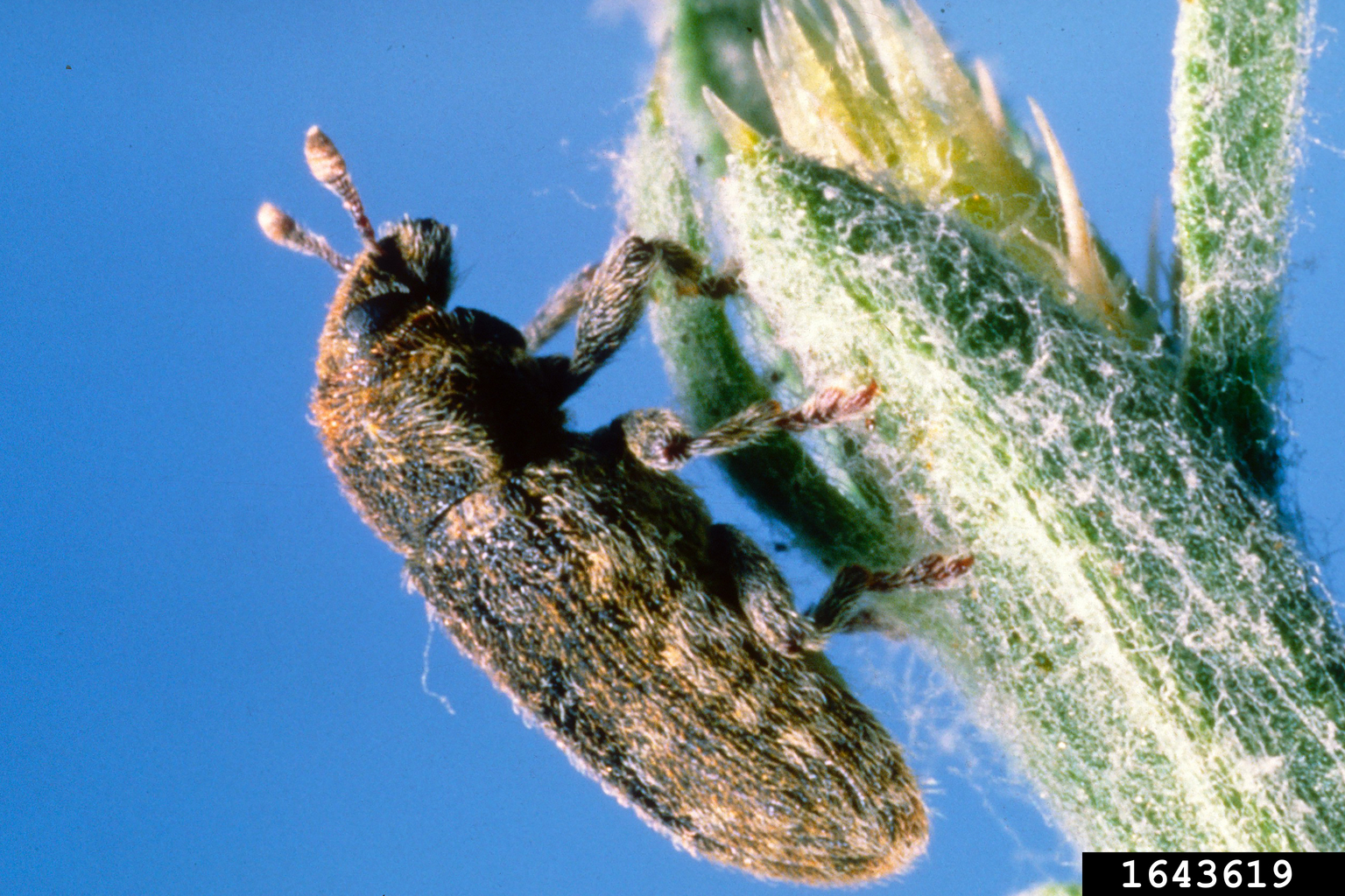broad-nosed knapweed seed head weevil (Bangasternus fausti (Reitter, 1890))