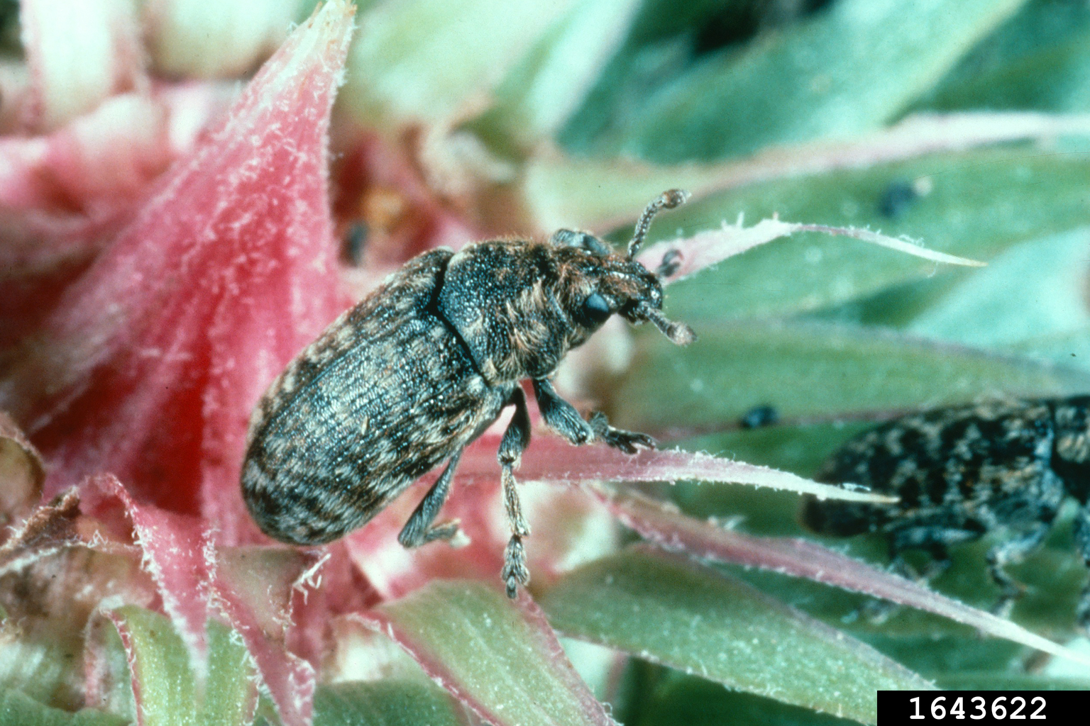 musk thistle head weevil (Rhinocyllus conicus (Frölich, 1792))