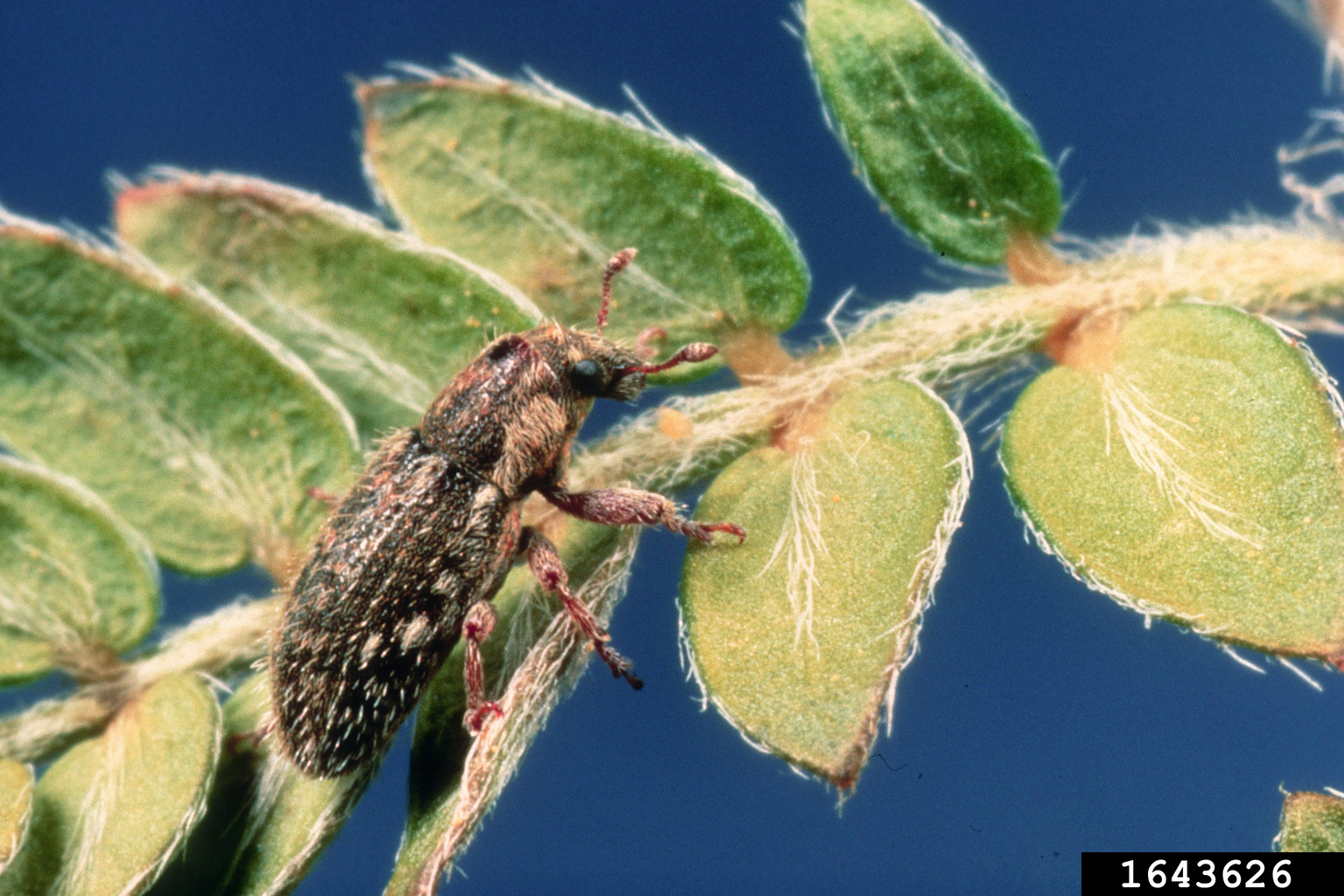 puncturevine seed weevil (Microlarinus lareynii)