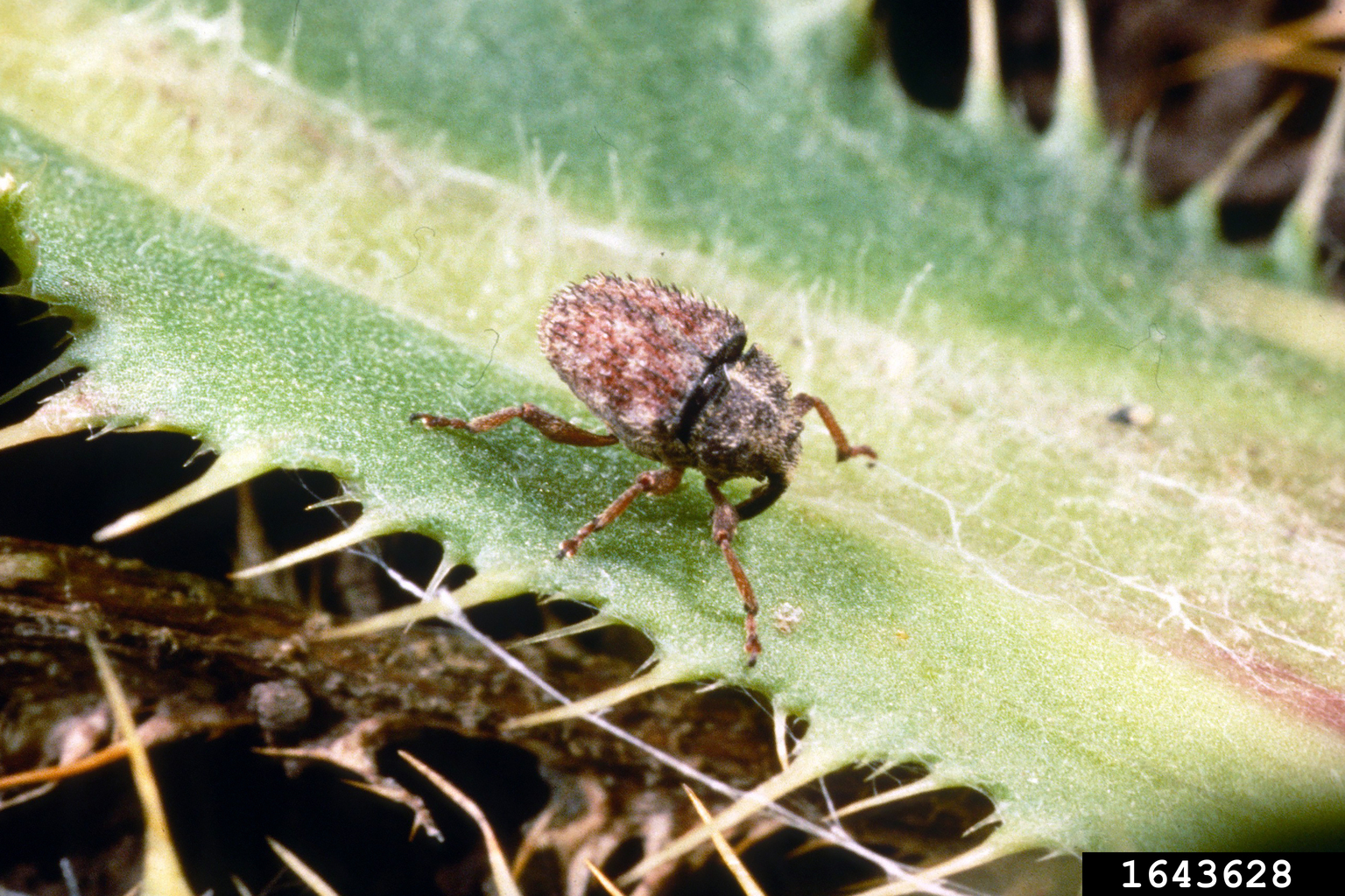 thistle crown weevil (Trichosirocalus horridus (Panzer, 1801))