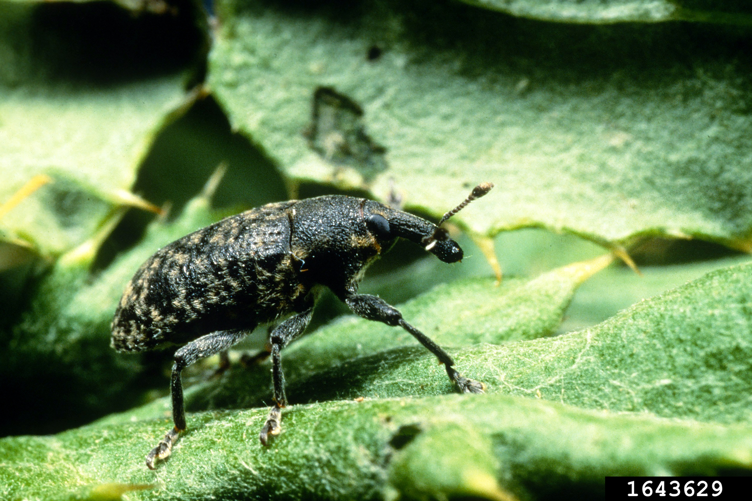 Canada thistle bud weevil, Larinus planus (Coleoptera: Curculionidae ...