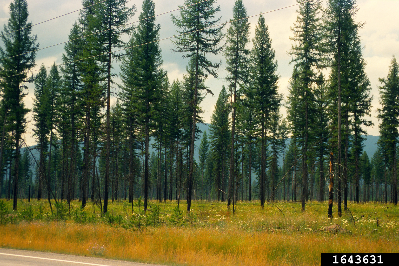 larch (Genus Larix Mill.)