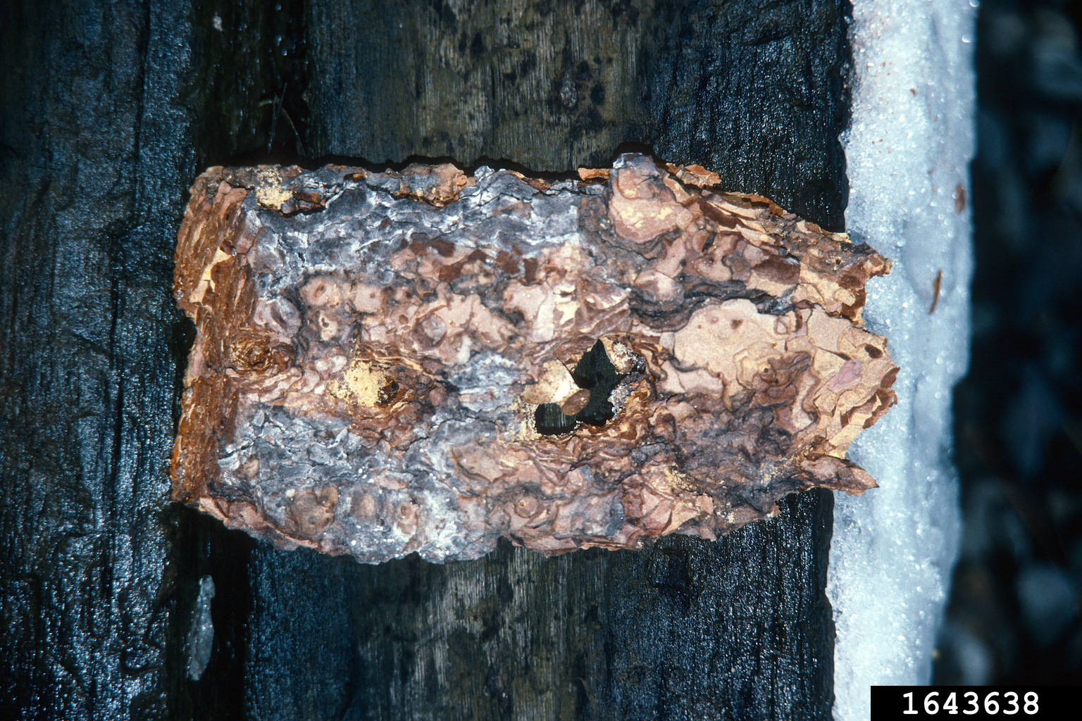 Armillaria root rots (Genus Armillaria (Fr.:Fr) Staude)