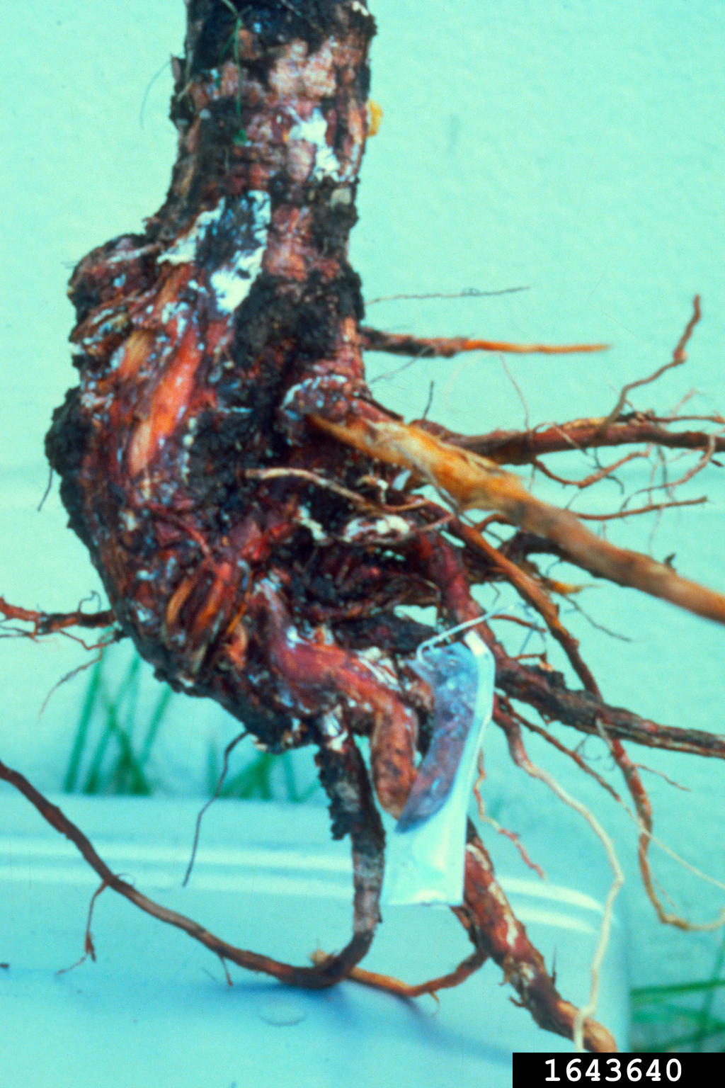 Armillaria root rots (Genus Armillaria (Fr.:Fr) Staude)