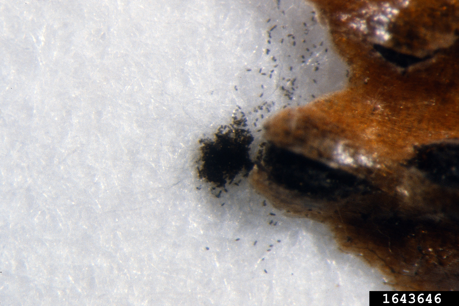 Diplodia tip blights (Genus Diplodia Fr.)