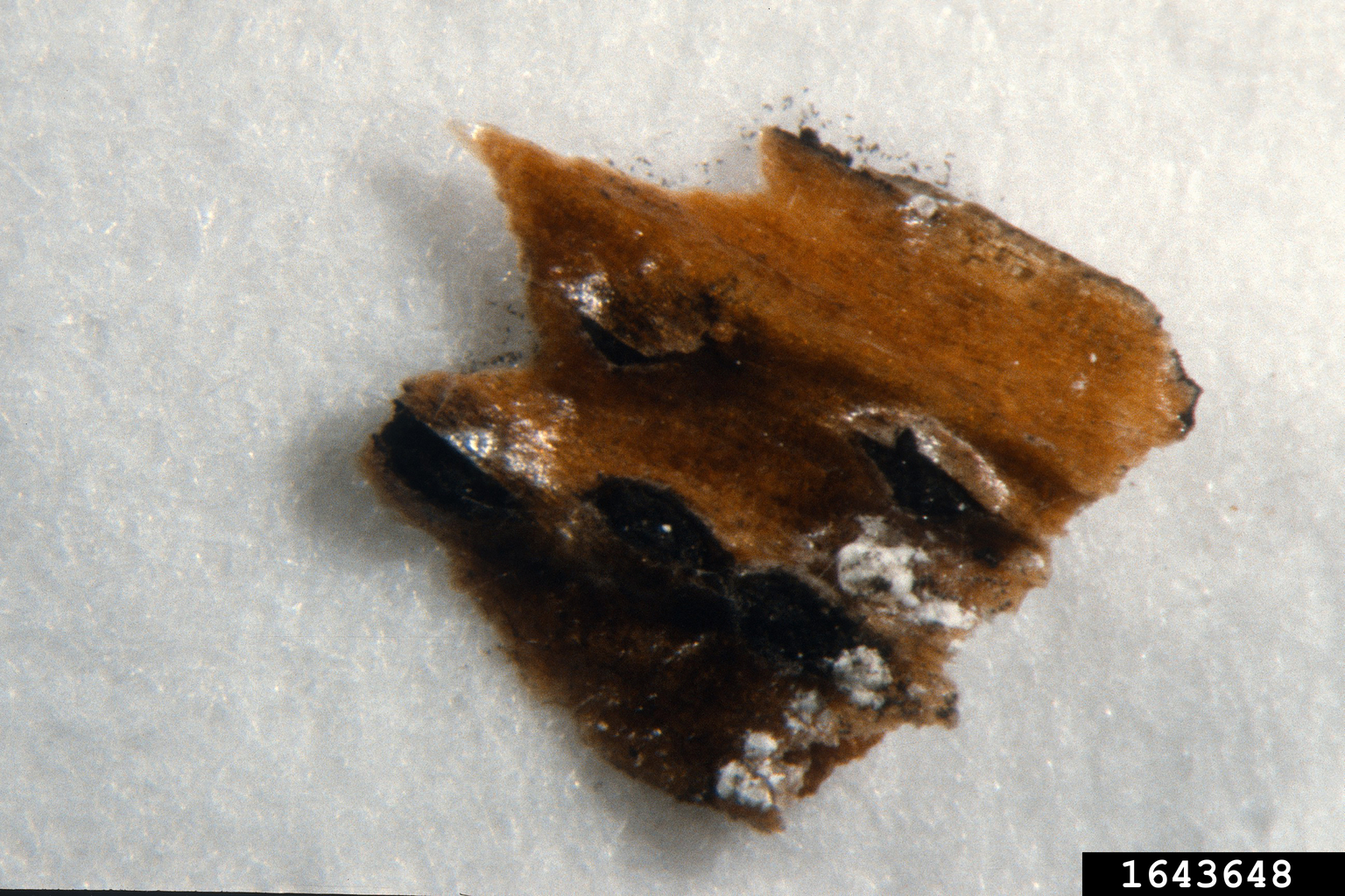 Diplodia tip blights (Genus Diplodia)