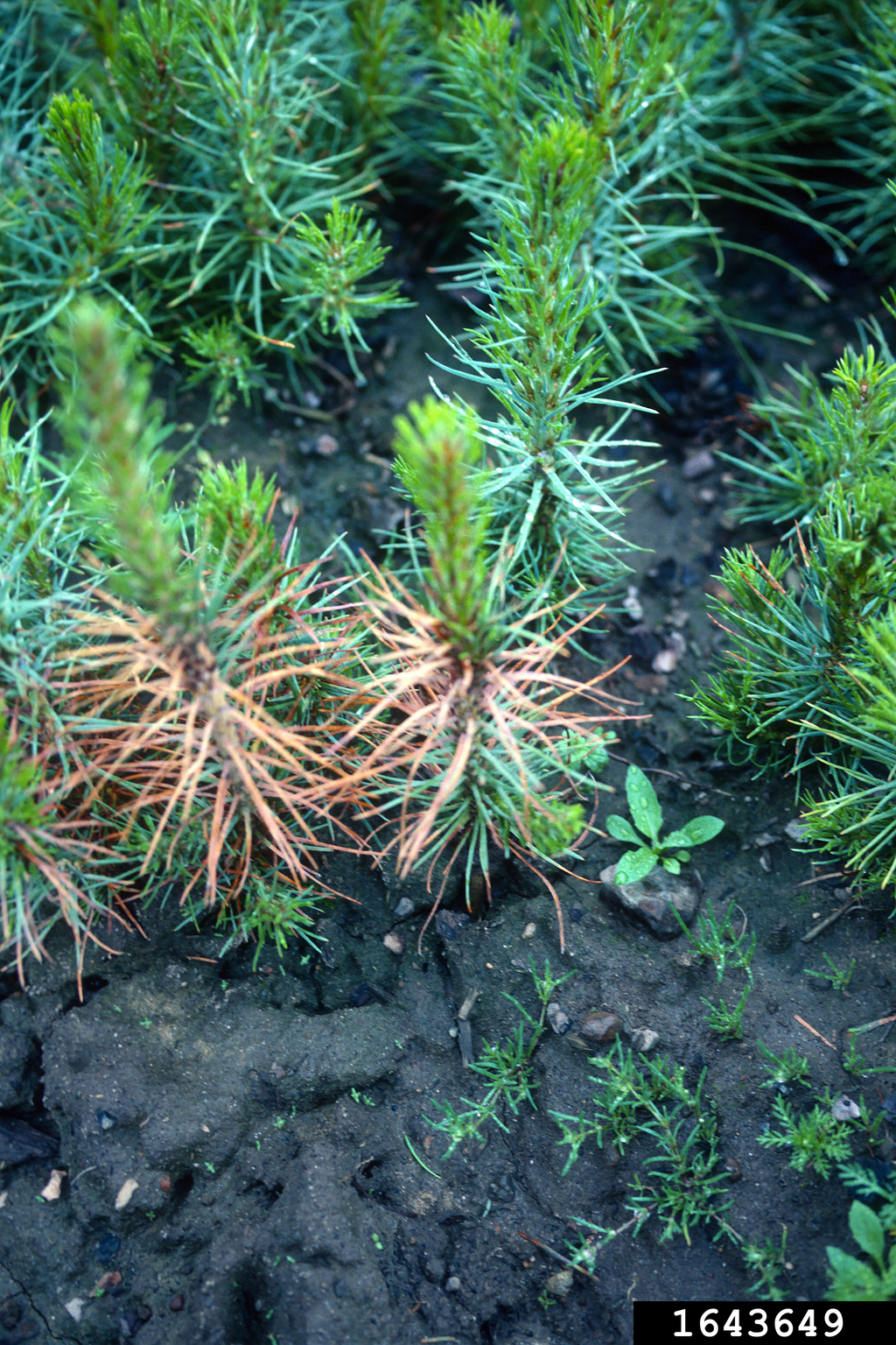 Diplodia tip blights (Genus Diplodia)