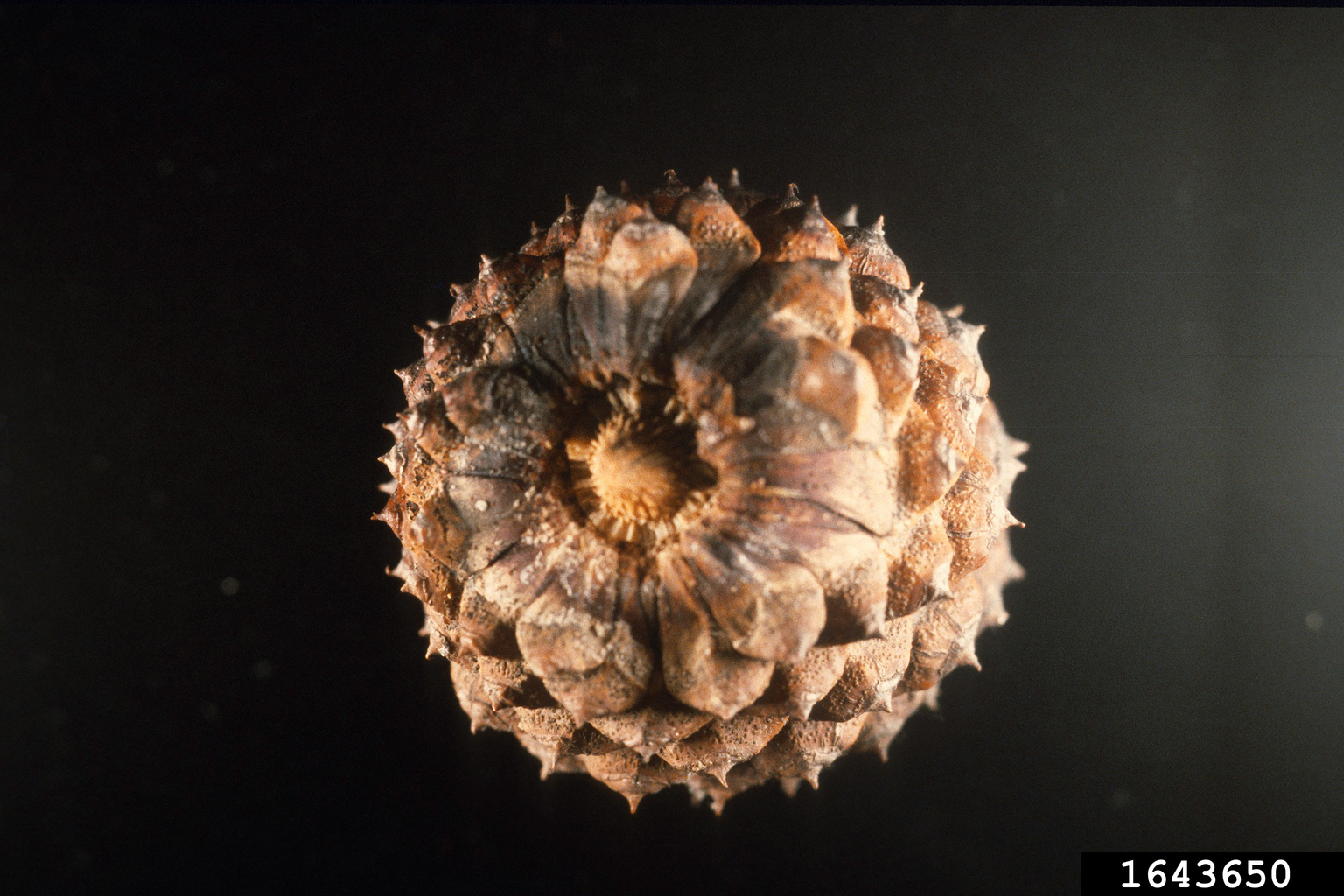 Diplodia sapinea De Not.