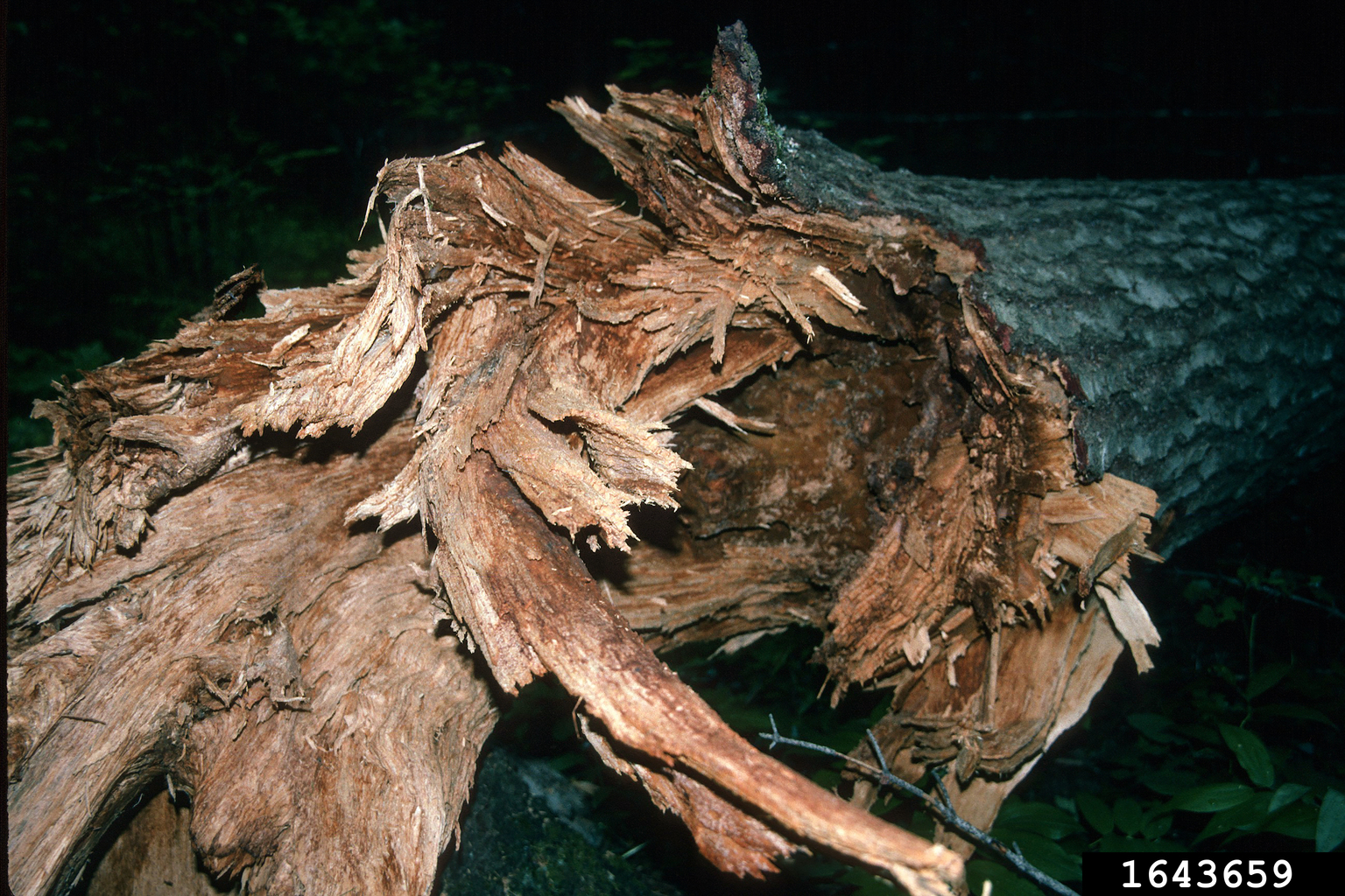 laminated root disease (Phellinus weirii (Murrill) R. L. Gibertson)