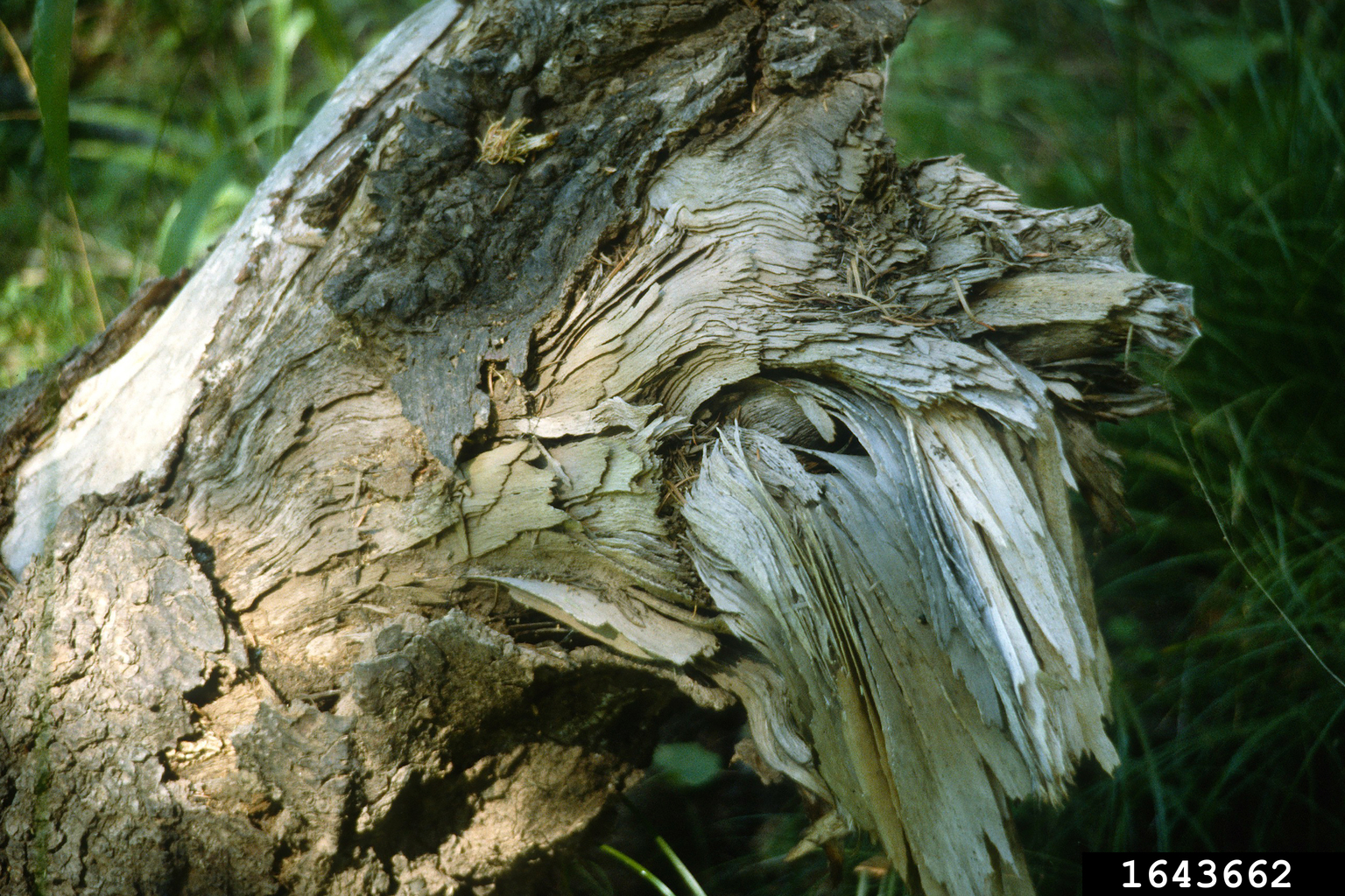 laminated root disease (Phellinus weirii (Murrill) R. L. Gibertson)
