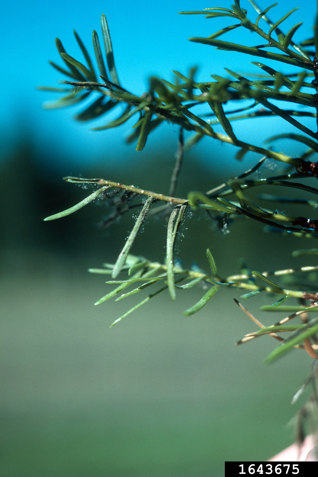 gray molds (Genus Botrytis P. Mich. ex. Pers.)