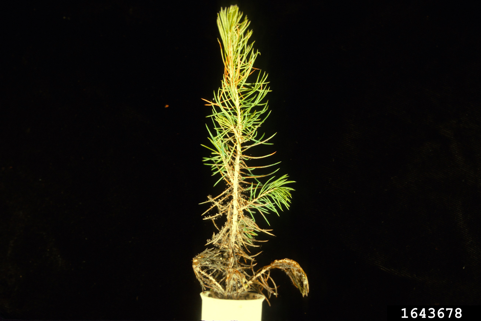 gray molds (Genus Botrytis)