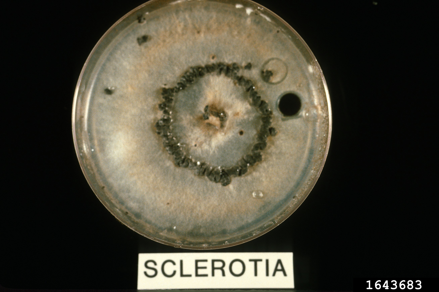 gray molds, Botrytis spp. (Helotiales: Sclerotiniaceae) - 1643683