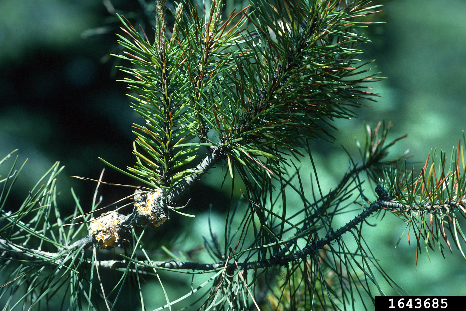western gall rust (Endocronartium harknessii Hirats.)