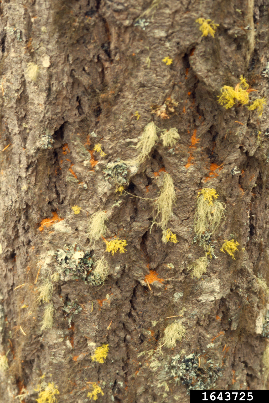 Douglas-fir beetle (Dendroctonus pseudotsugae Hopkins, 1905)