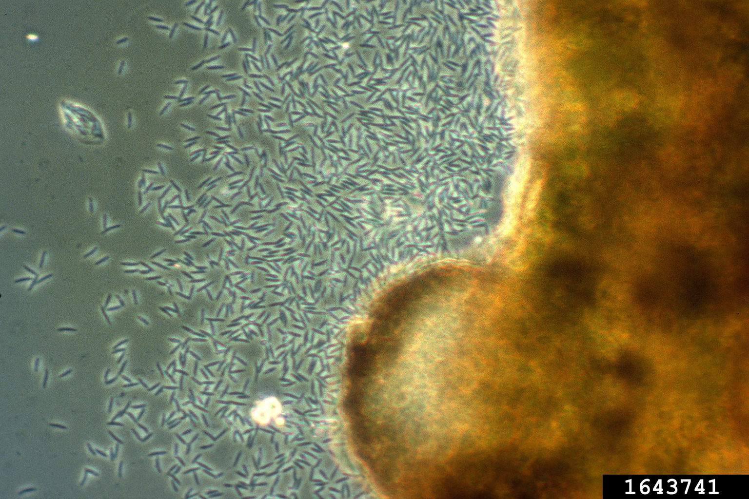 Sirococcus blight (Genus Sirococcus Preuss)