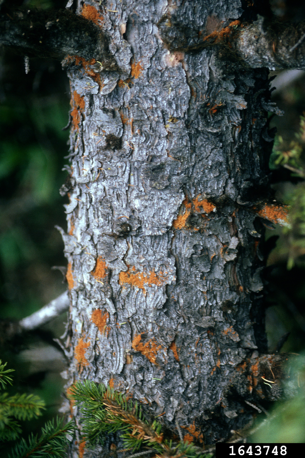 spruce beetle (Dendroctonus rufipennis)