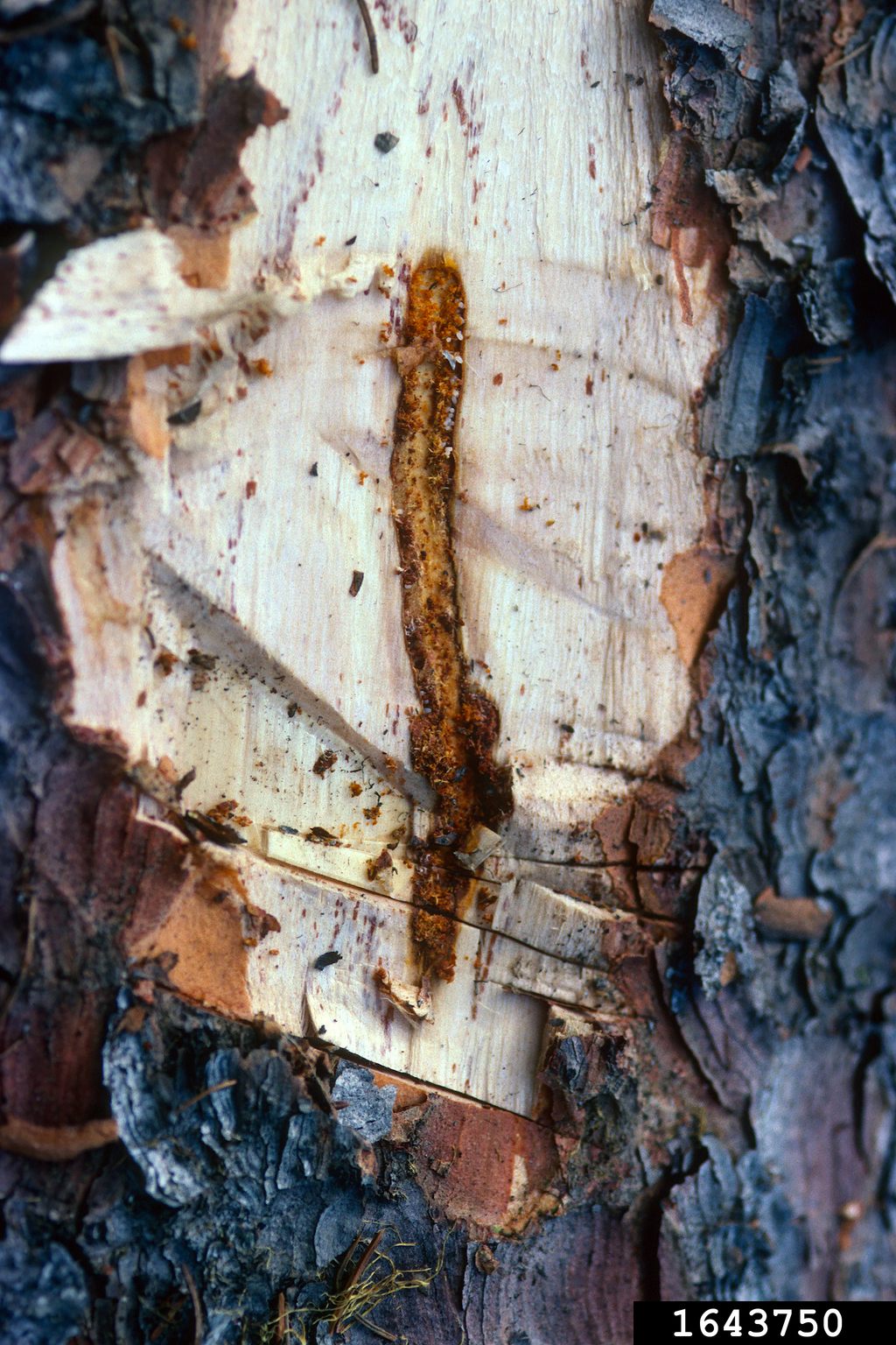 spruce beetle (Dendroctonus rufipennis)