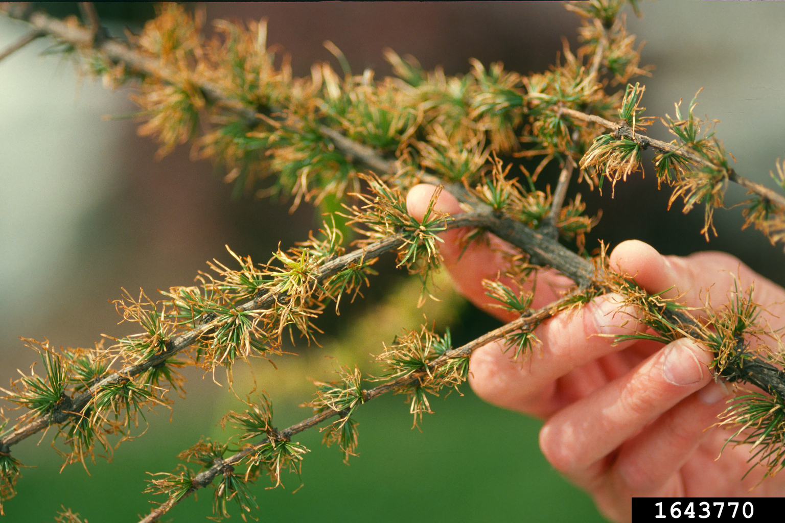 larch casebearer (Coleophora laricella (Hubner))