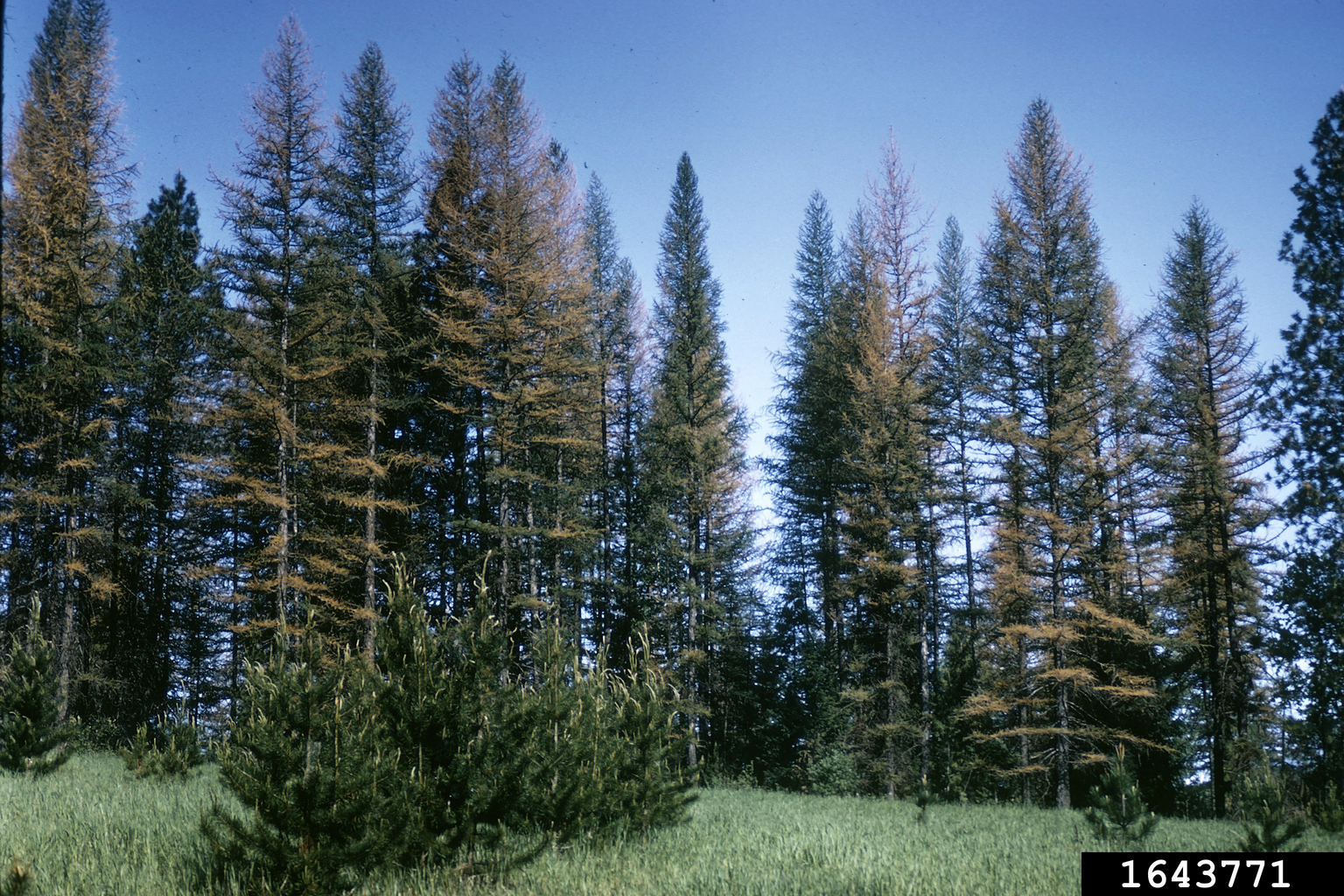 larch casebearer (Coleophora laricella (Hubner))