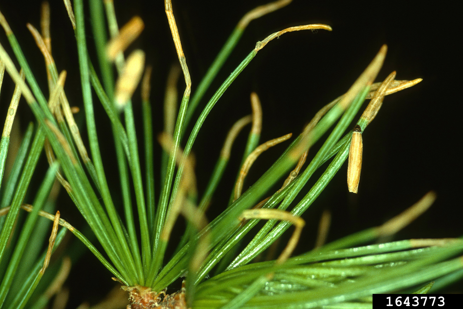 larch casebearer (Coleophora laricella (Hubner))