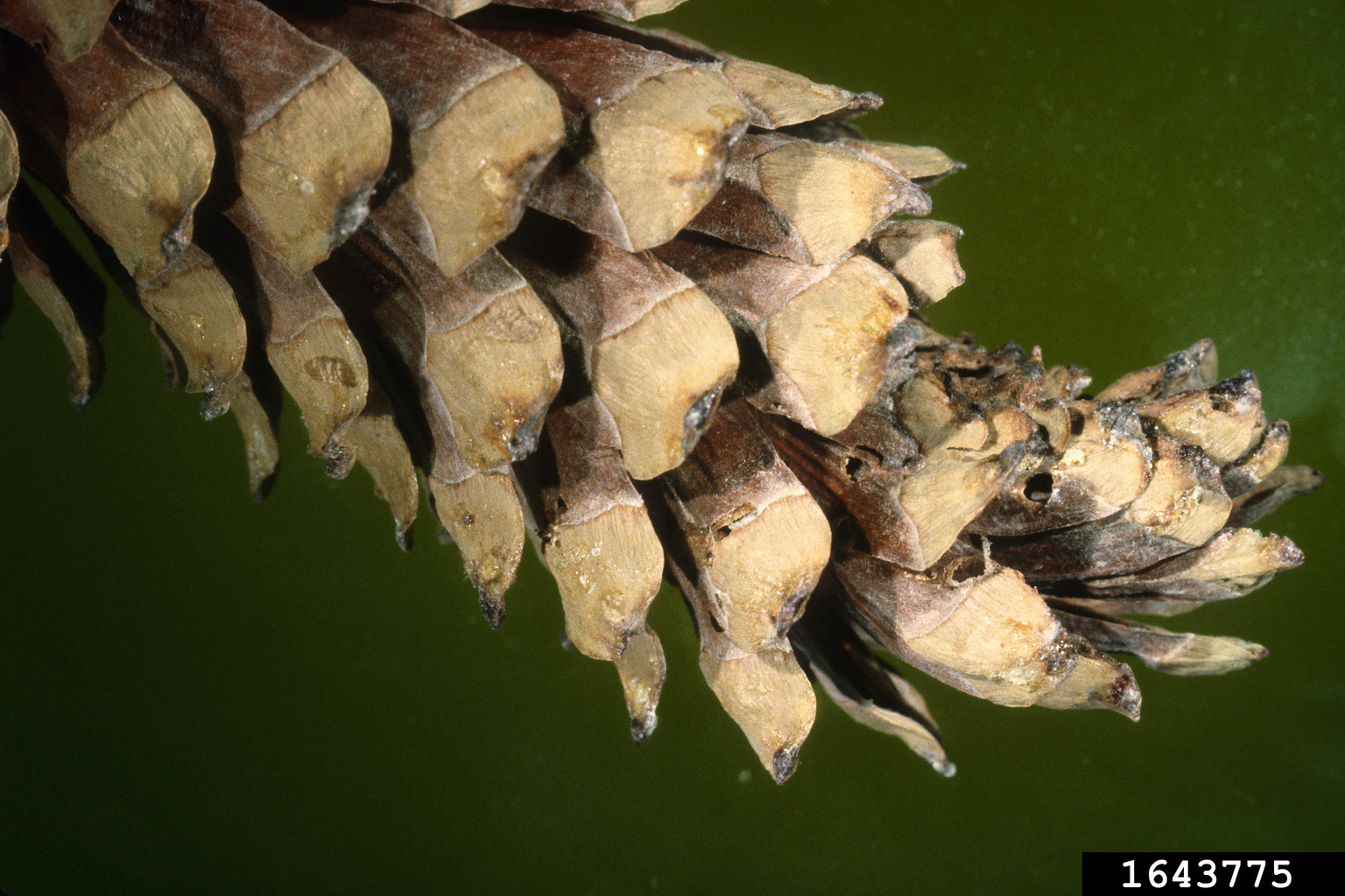 cone worms (Genus Dioryctria)