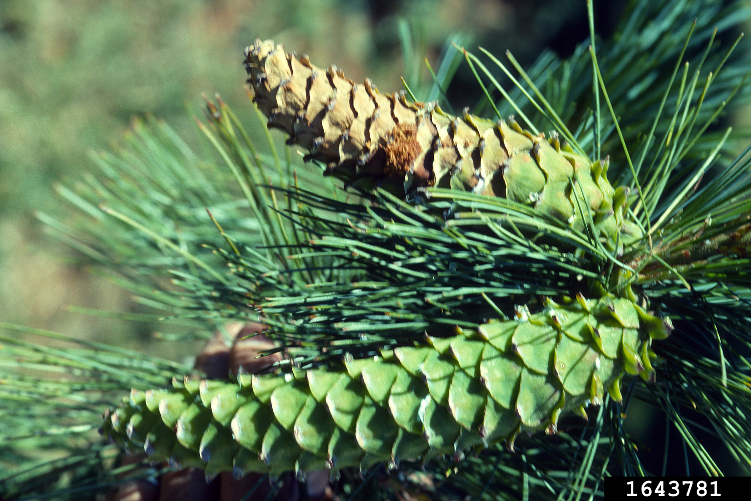 cone worms (Genus Dioryctria Zeller)