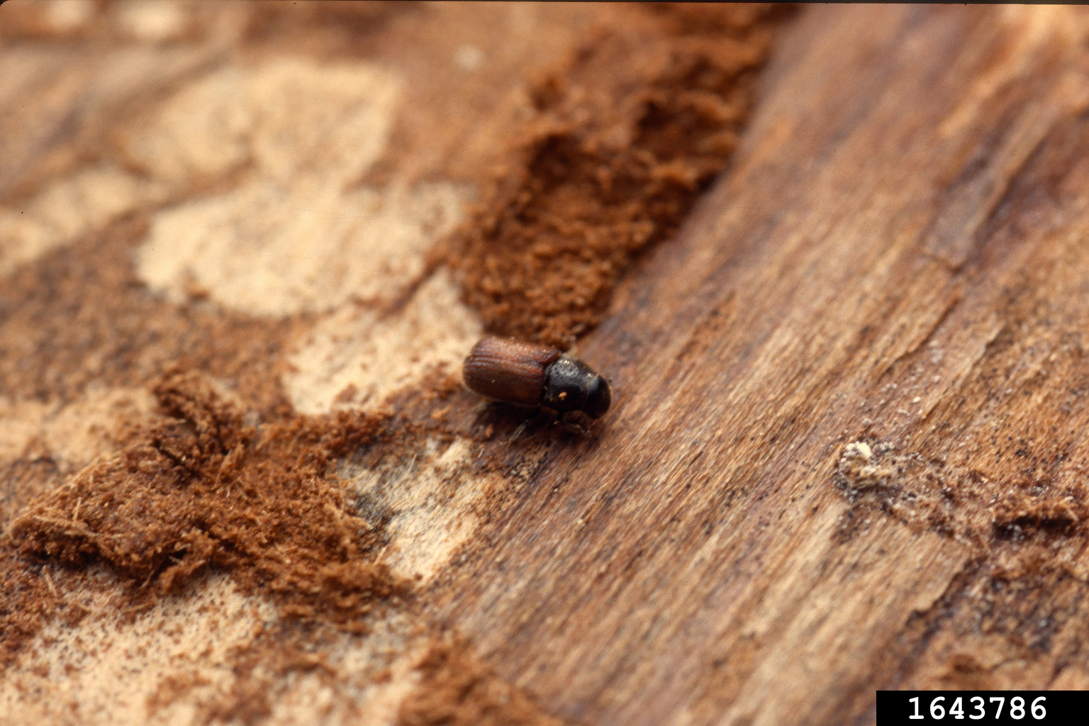 Douglas-fir beetle (Dendroctonus pseudotsugae Hopkins, 1905)
