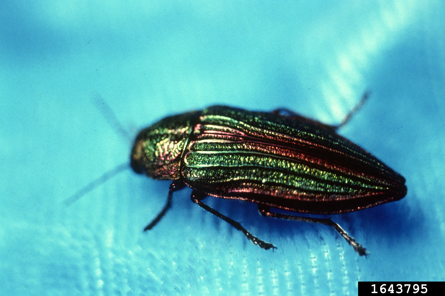flatheaded or metallic wood borer (Family Buprestidae Leach, 1815)