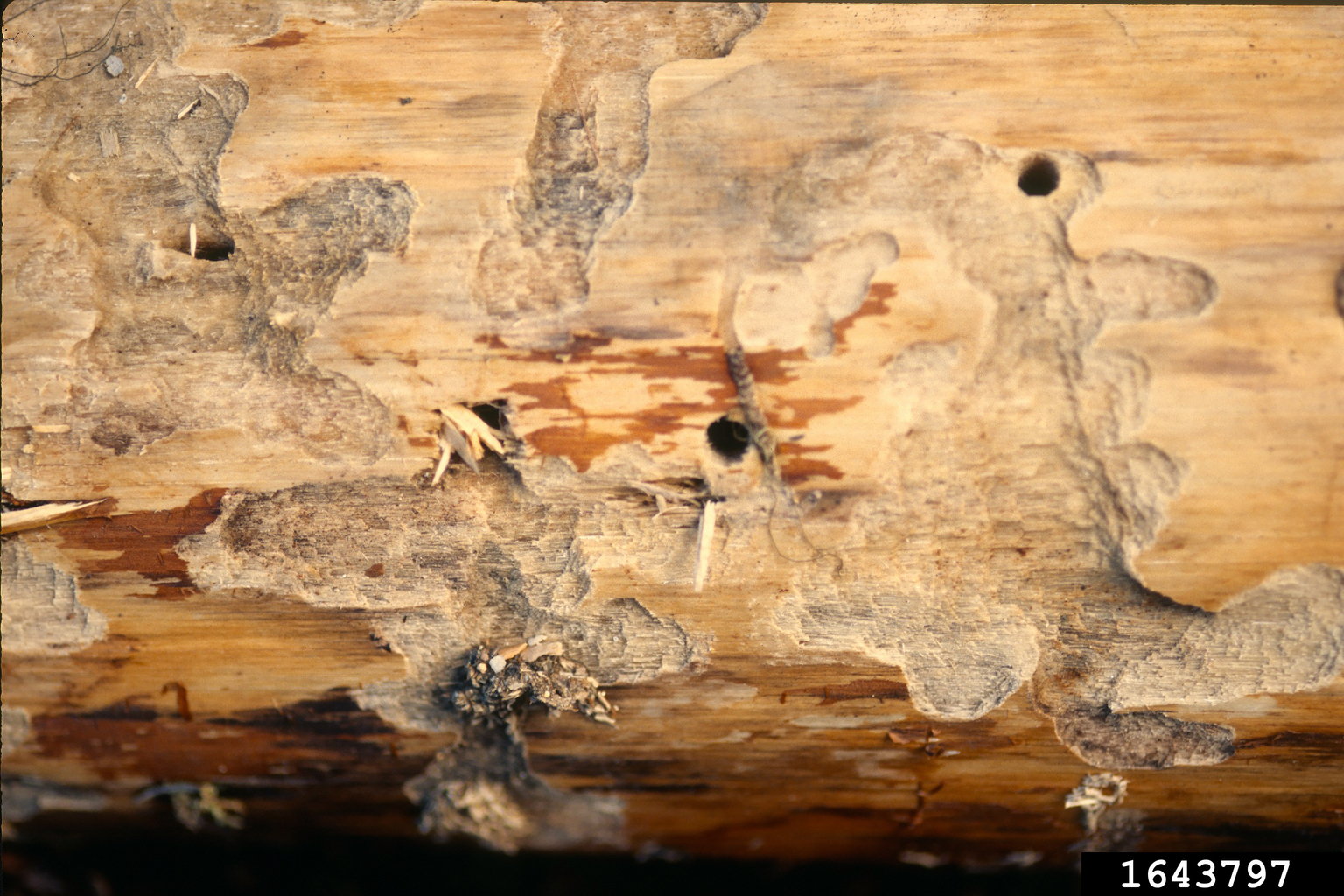 wood borers (general)