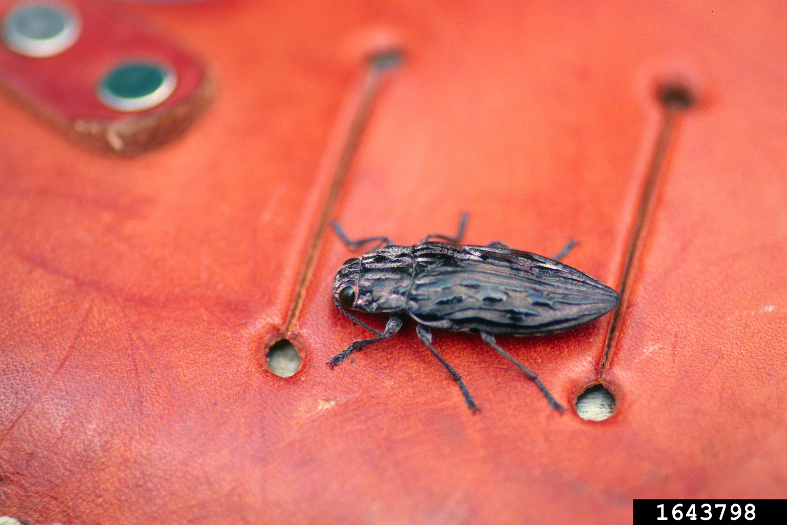 flatheaded or metallic wood borer (Family Buprestidae Leach, 1815)