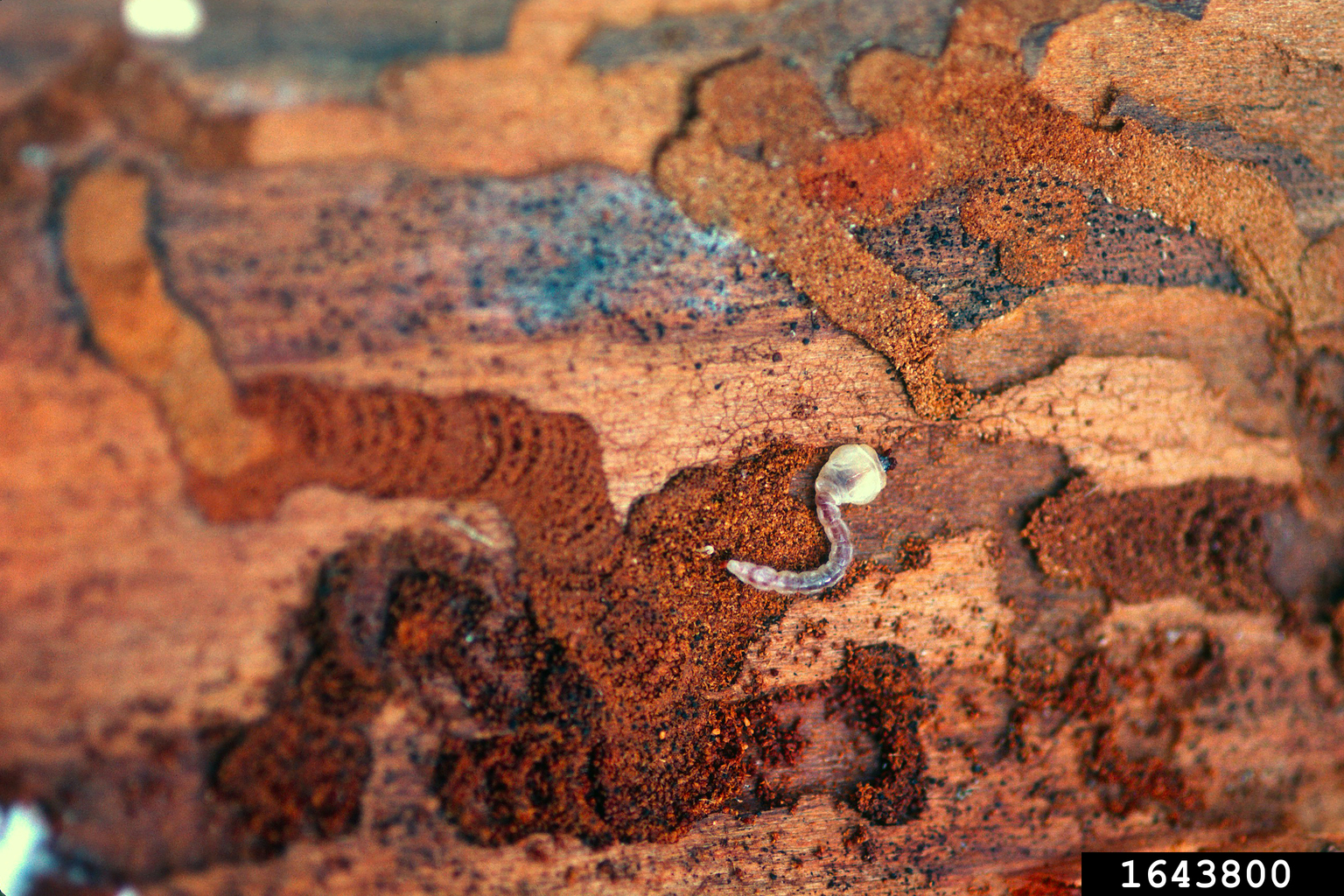 flatheaded or metallic wood borer (Family Buprestidae Leach, 1815)