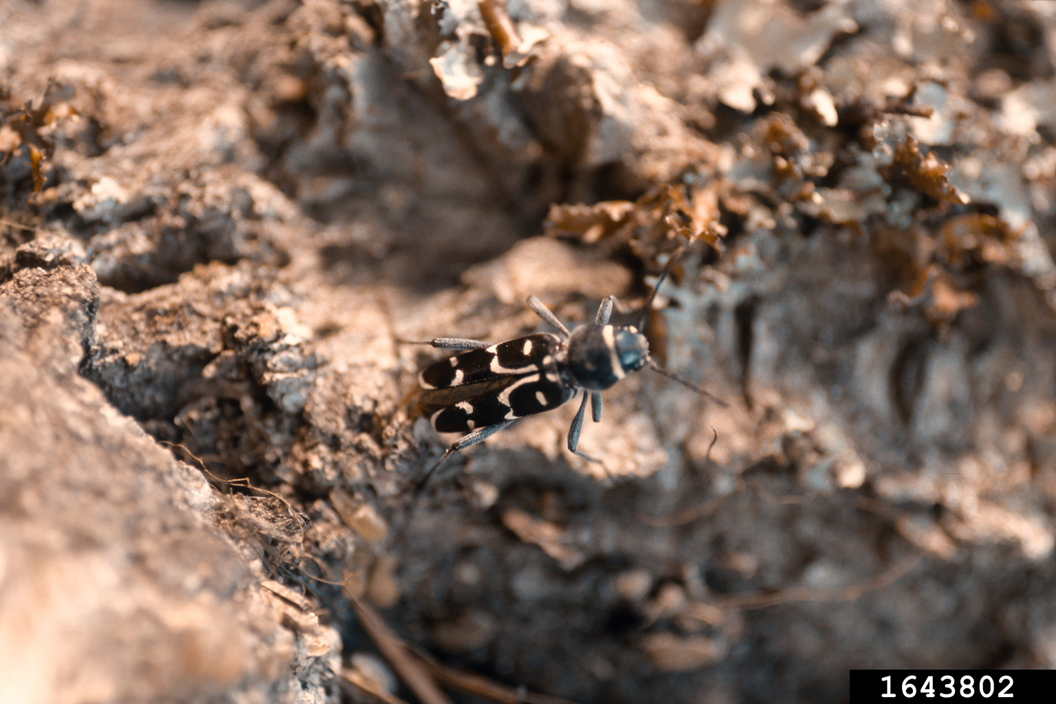long-horned beetles (Family Cerambycidae)
