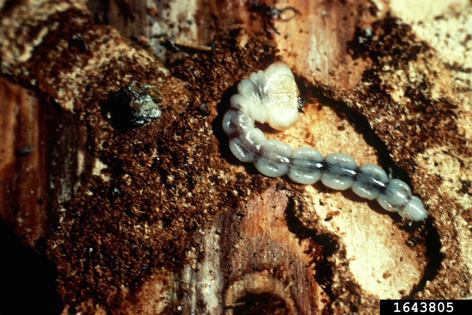 flatheaded or metallic wood borer (Family Buprestidae Leach, 1815)