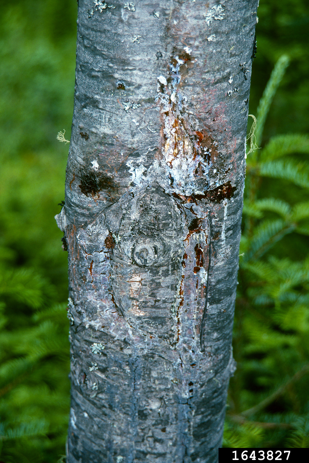 white pine blister rust (Cronartium ribicola)