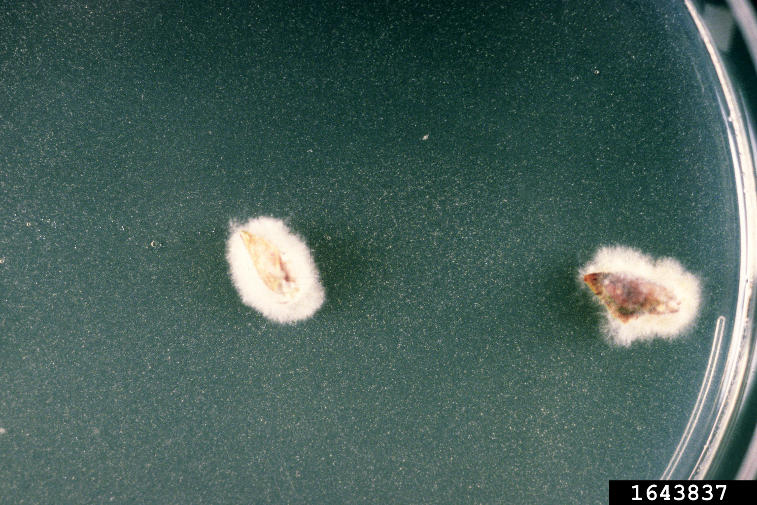 Fusarium wilts, blights, rots and damping-off (Fusarium spp. ) on ...