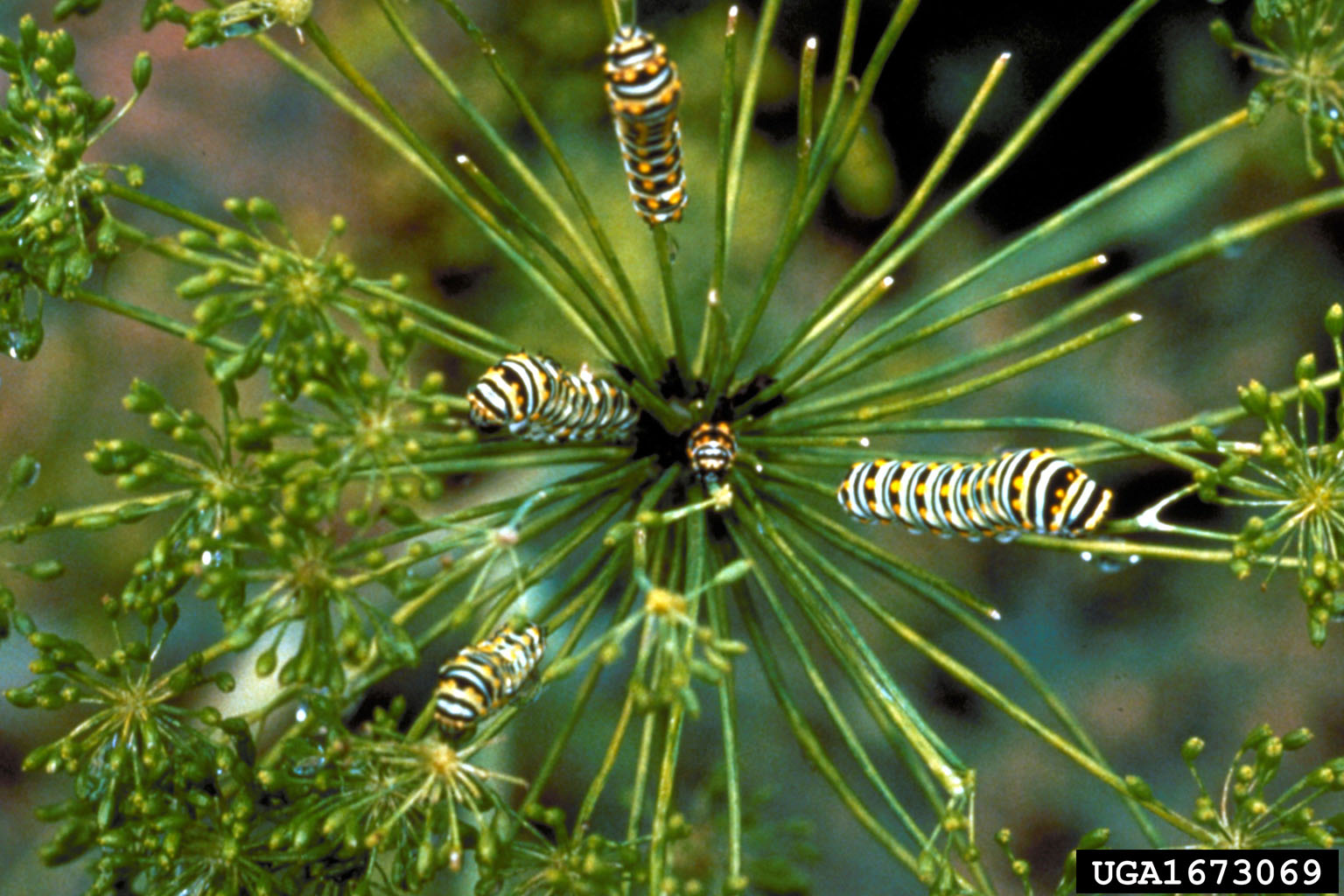 black swallowtail (Papilio polyxenes)