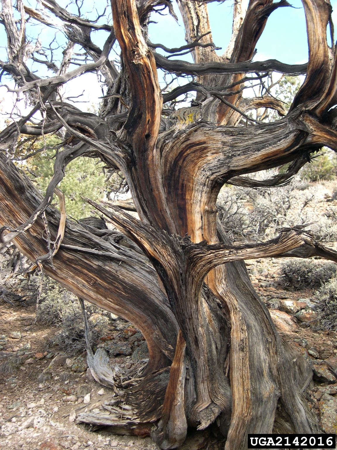Utah juniper (Juniperus osteosperma)