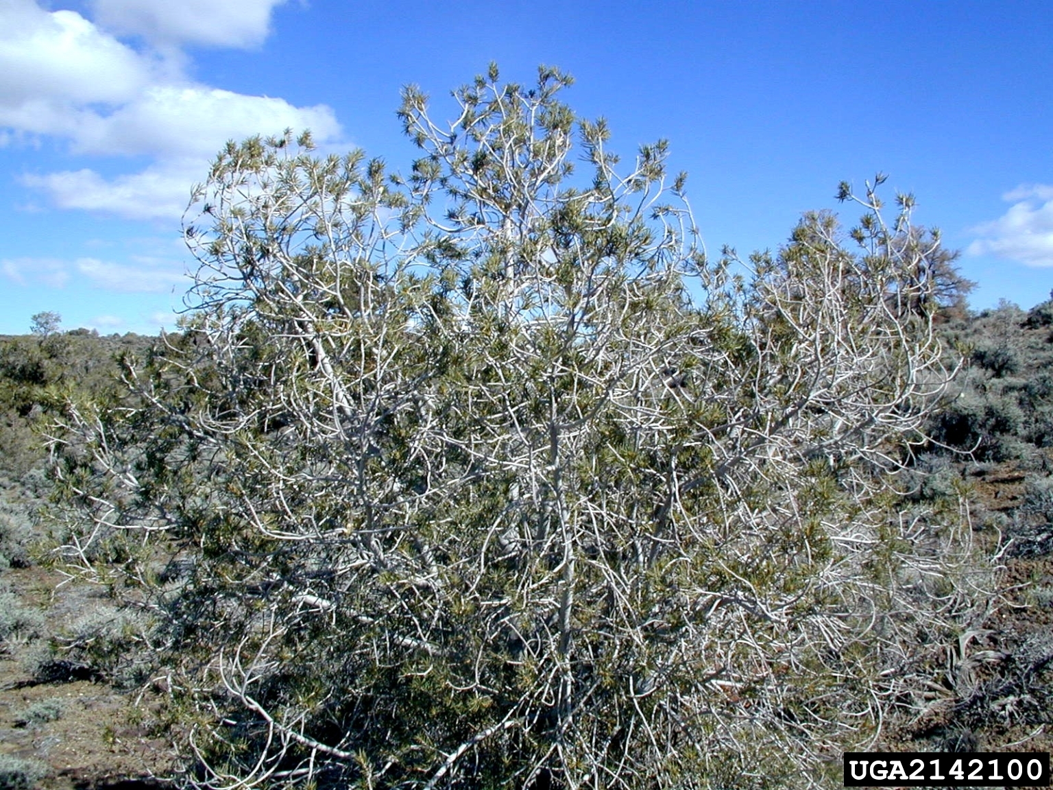 pinyon needle scale (Matsucoccus acalyptus Herbert)