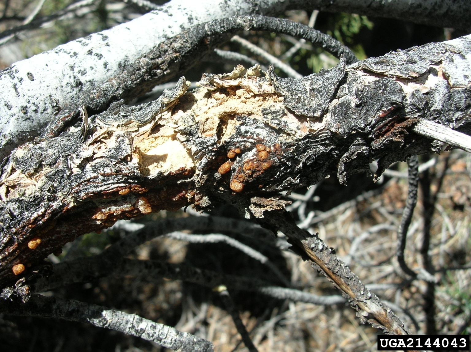 pinyon blister rust (Cronartium occidentale Hedgc., Bethel, & N. Hunt)