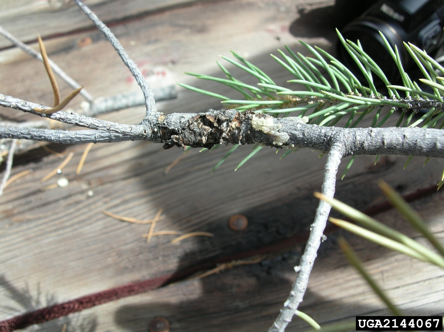 pinyon blister rust (Cronartium occidentale Hedgc., Bethel, & N. Hunt)