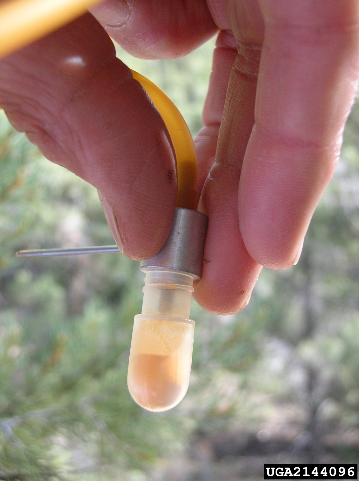 pinyon blister rust (Cronartium occidentale)