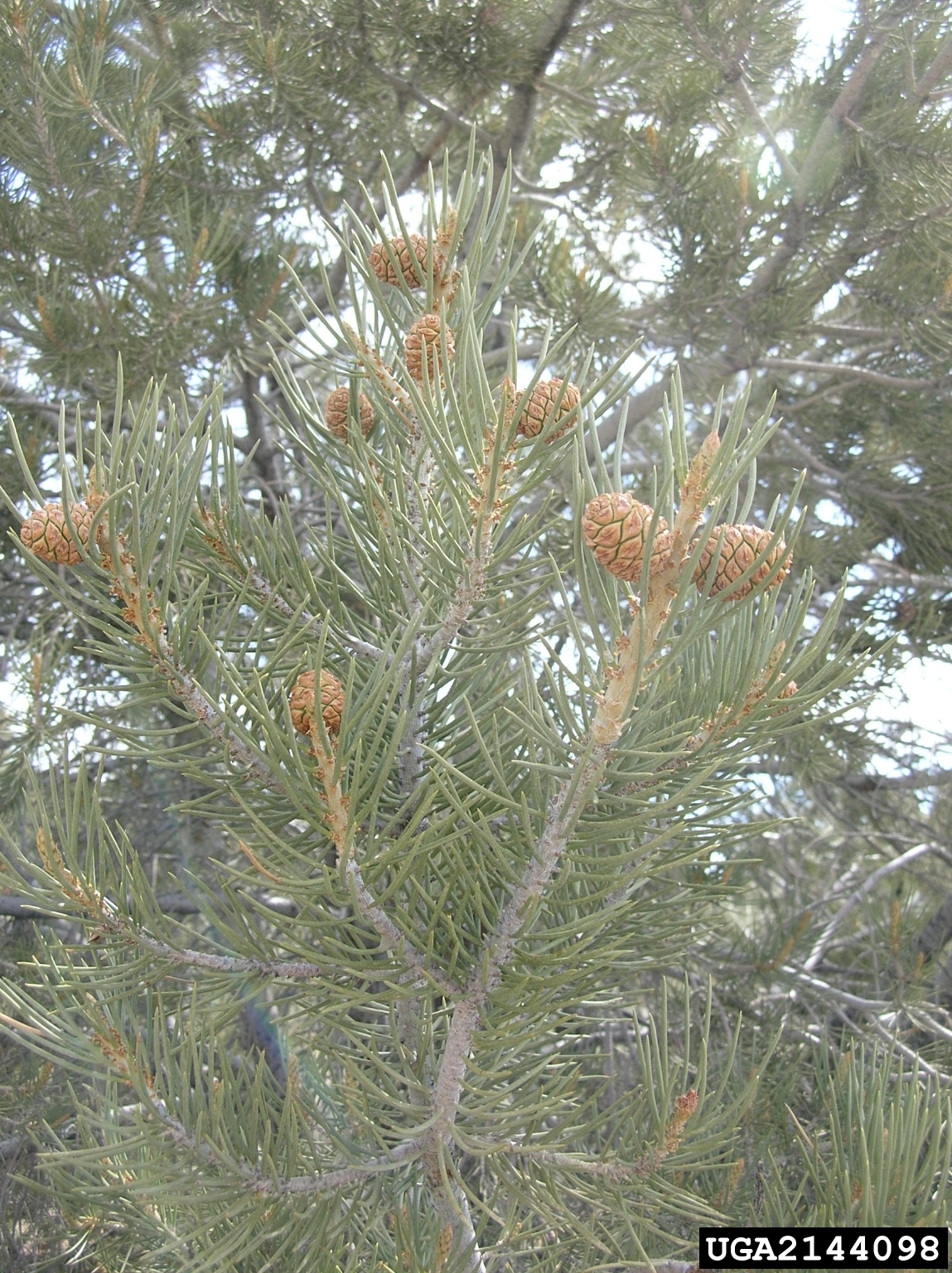 singleleaf pinyon (Pinus monophylla)