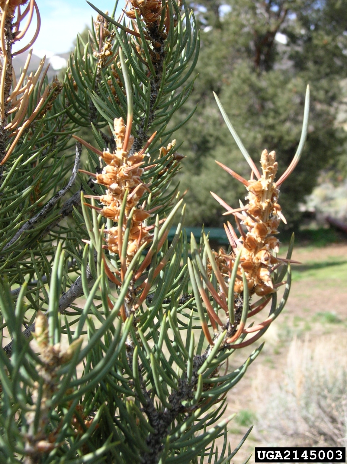 pinyon spindlegall midge (Pinyonia edulicola Gagné, 1970)