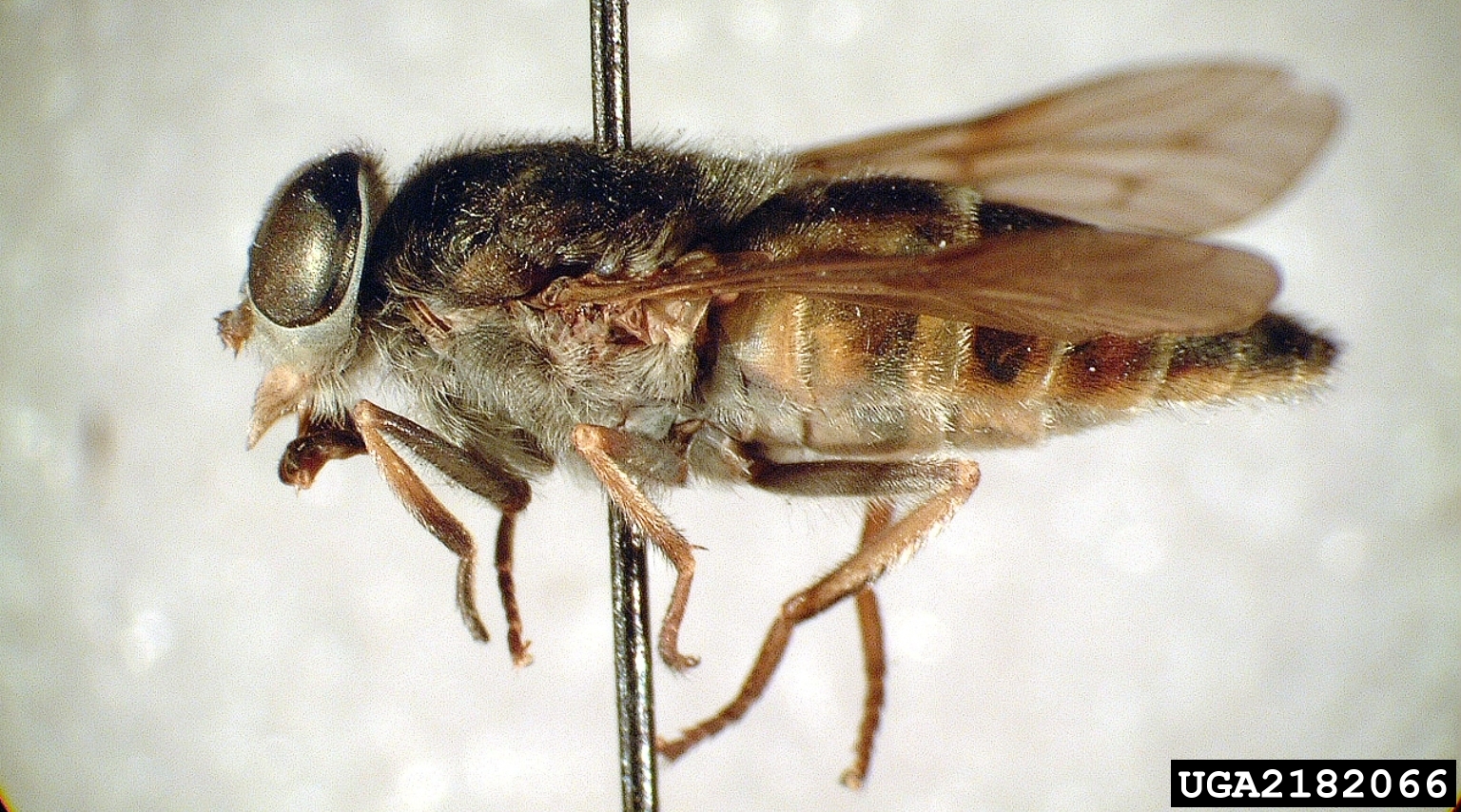 syrphid or flower flies (Family Syrphidae)