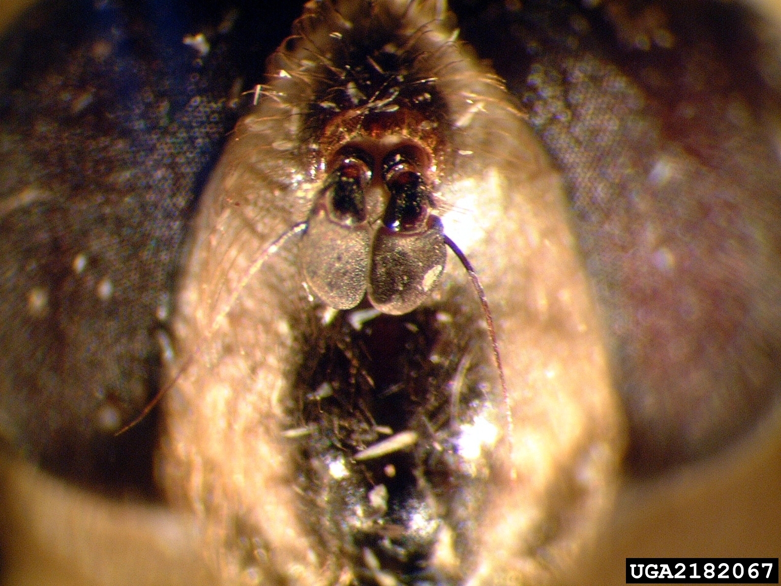 syrphid or flower flies (Family Syrphidae)