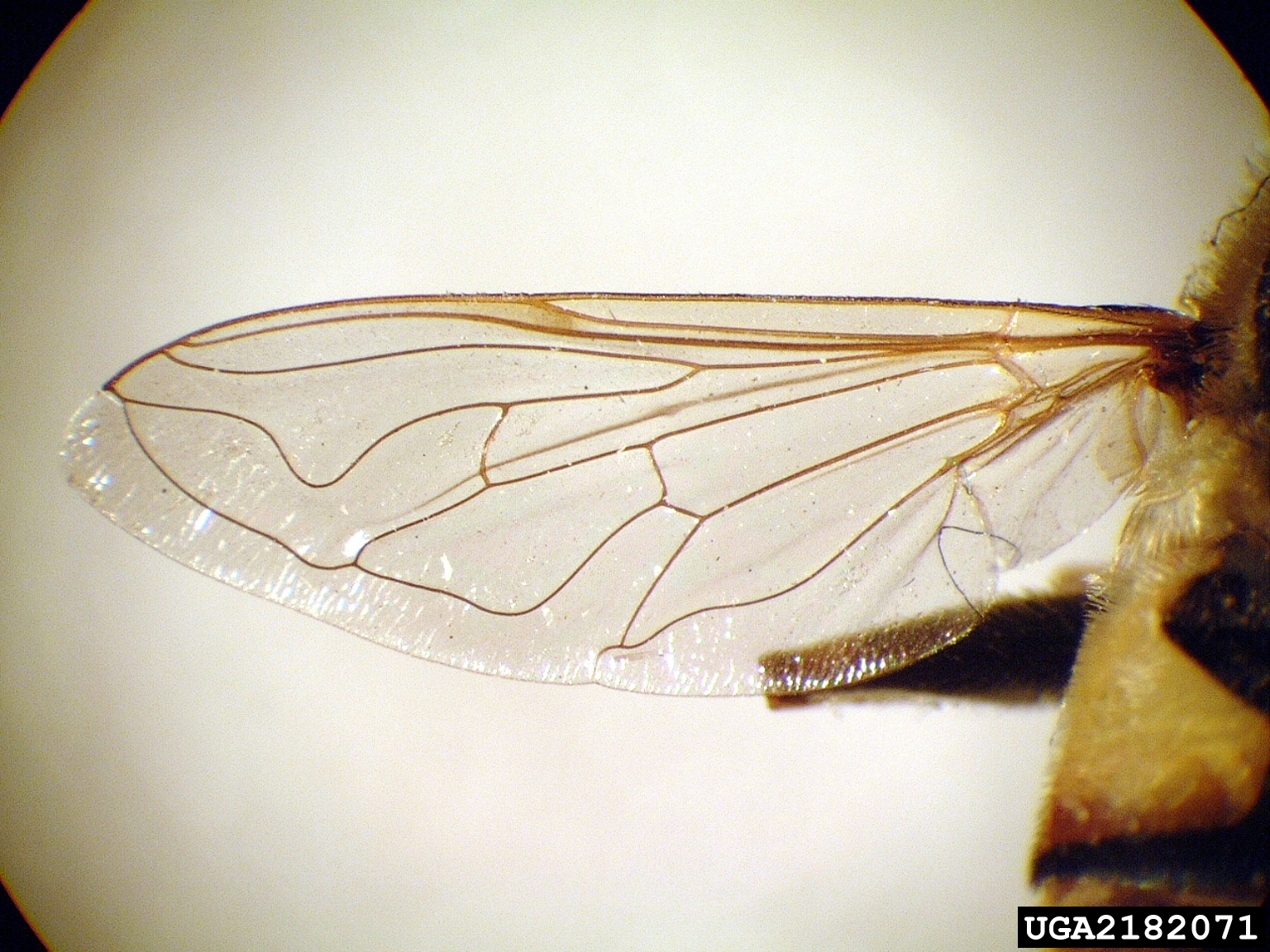 syrphid or flower flies (Family Syrphidae)