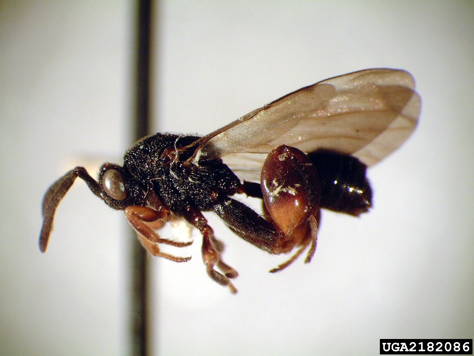 chalcid wasps (Family Chalcididae Latreille, 1817)